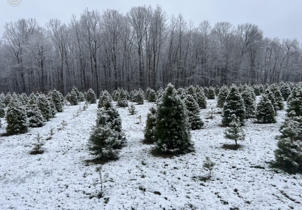 Christmas Trees • Hunter's Honey Farm